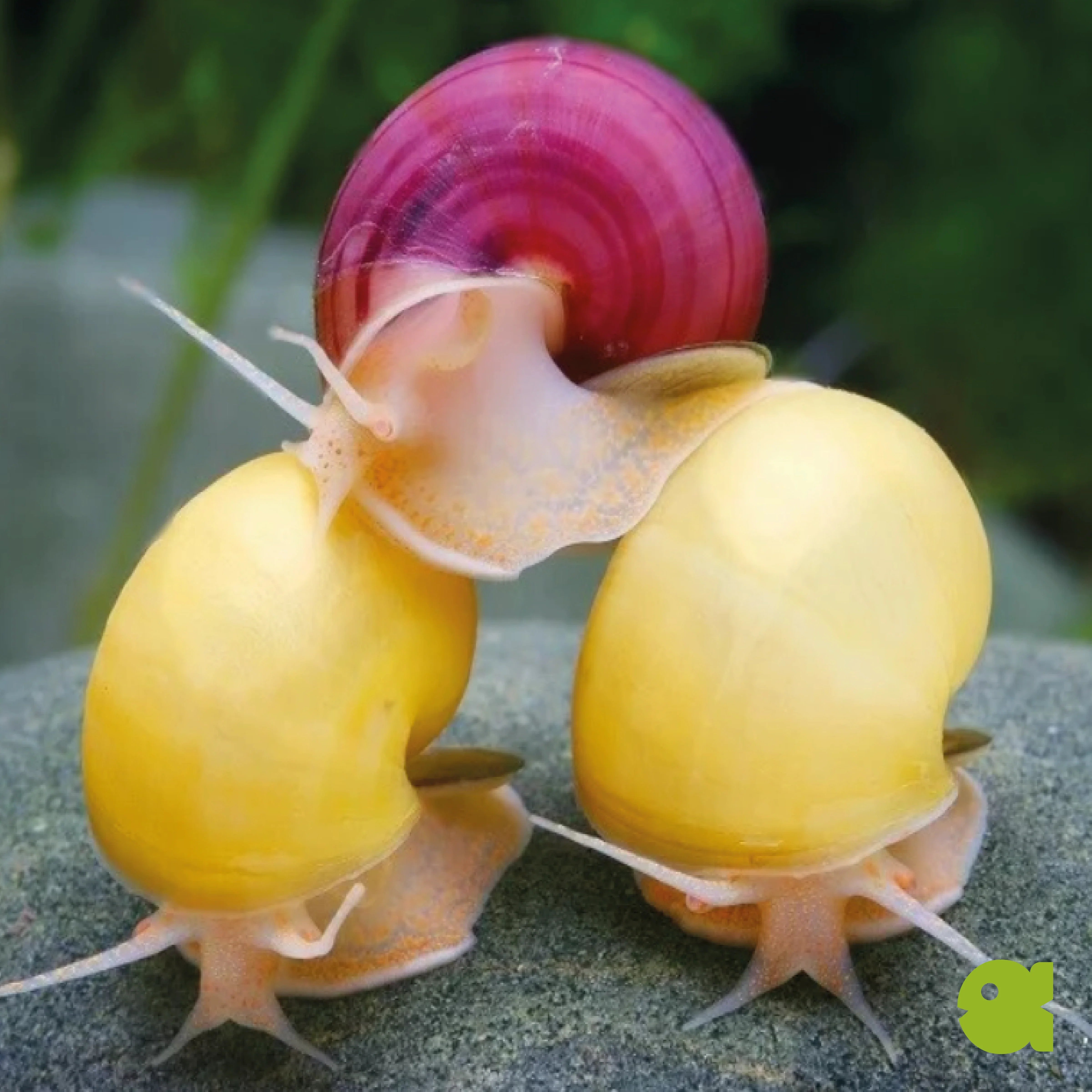 Snails – Aqua Breeding Skill