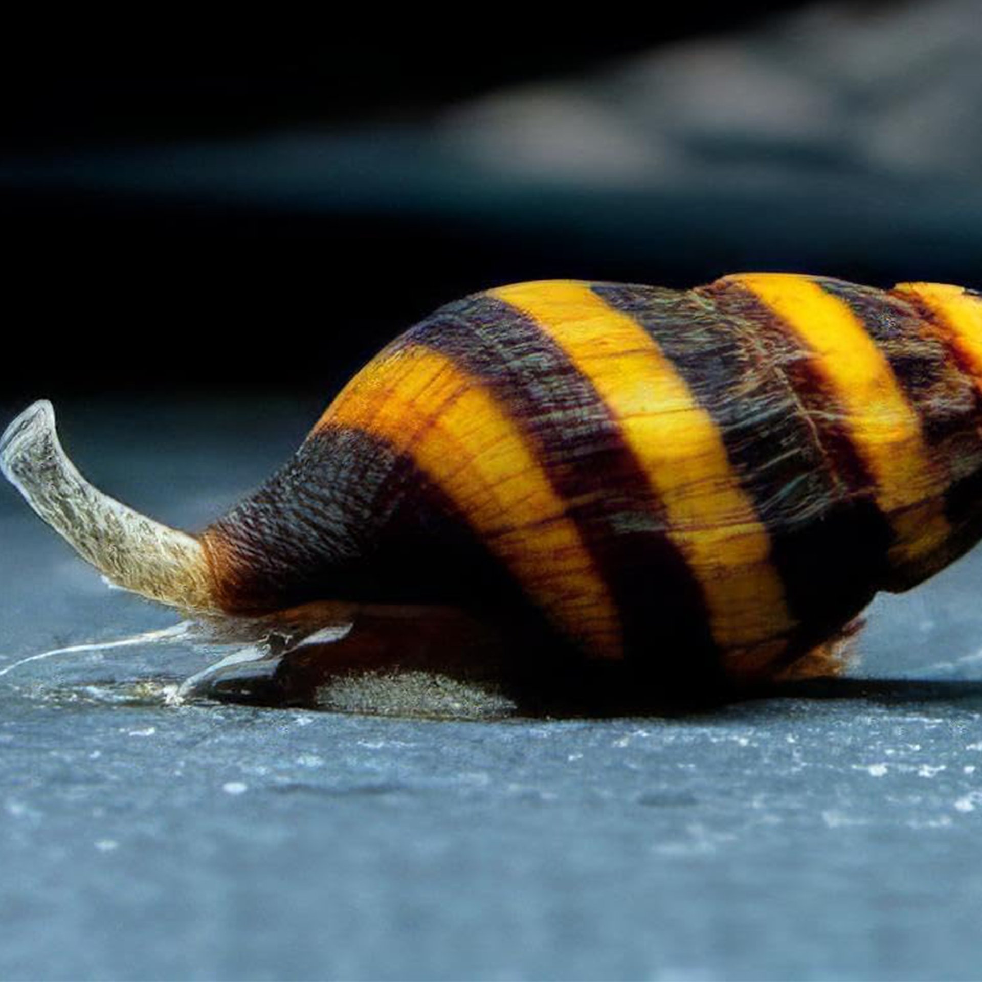 Assassin Snail Clea Helena – Aqua Breeding Skill