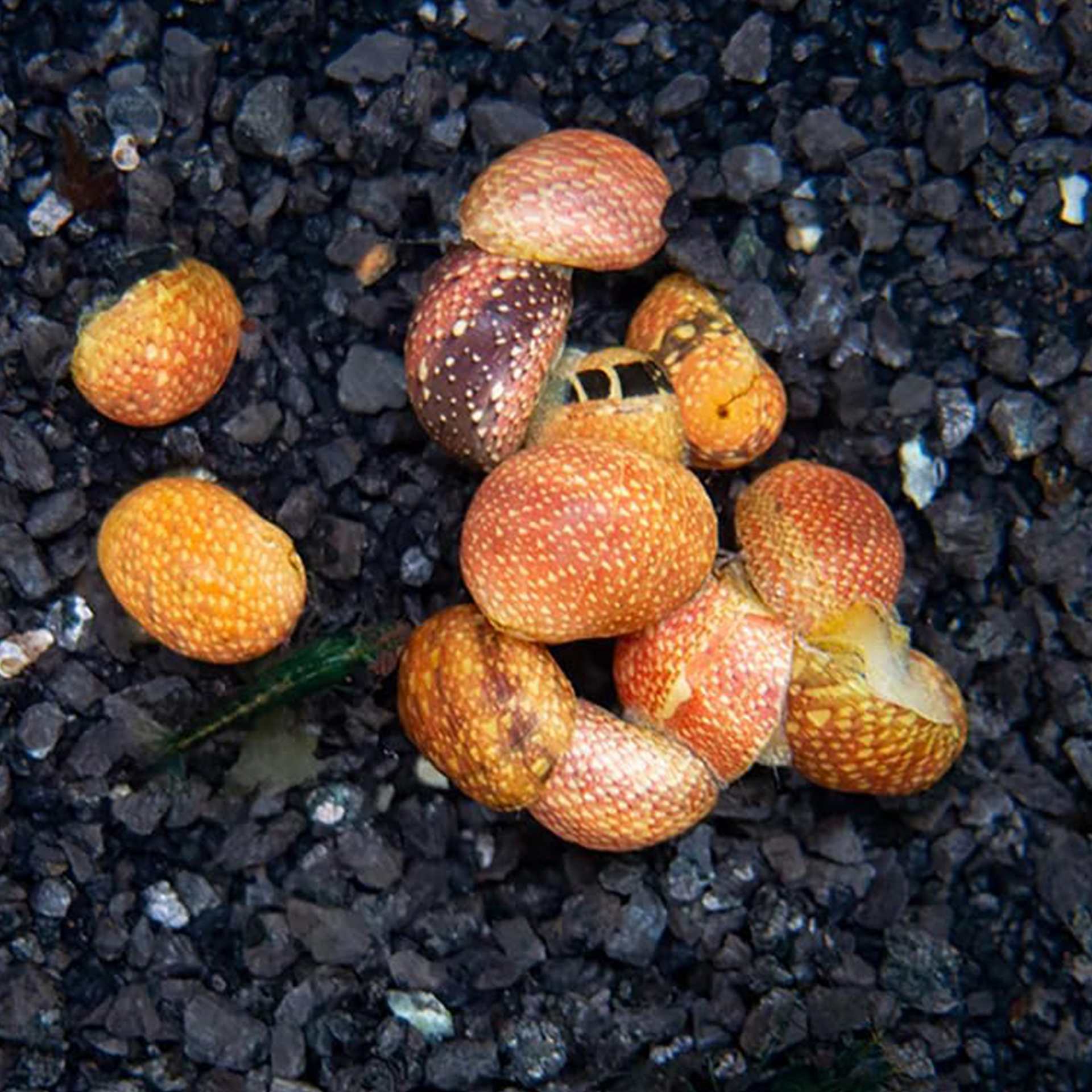 Snail Clithon sp. Fancy Pink – Aquarium Snails, Live Snails for Aquari ...